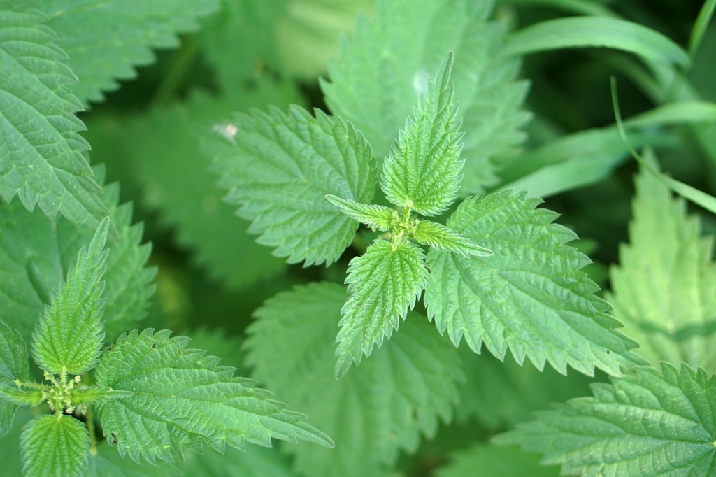 Ortie – Maman Nature